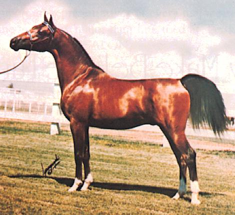 Photo: BASK CLASSIC #143182 (*Bask++ x El Nimrah, by El Sirocco) 1976 ...