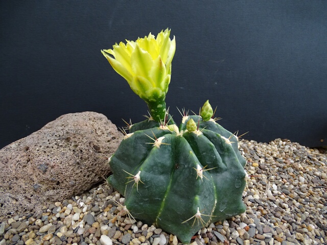 Photo: Ferocactus setispinus | Cactus Echinocactus + Ferocactus. album ...