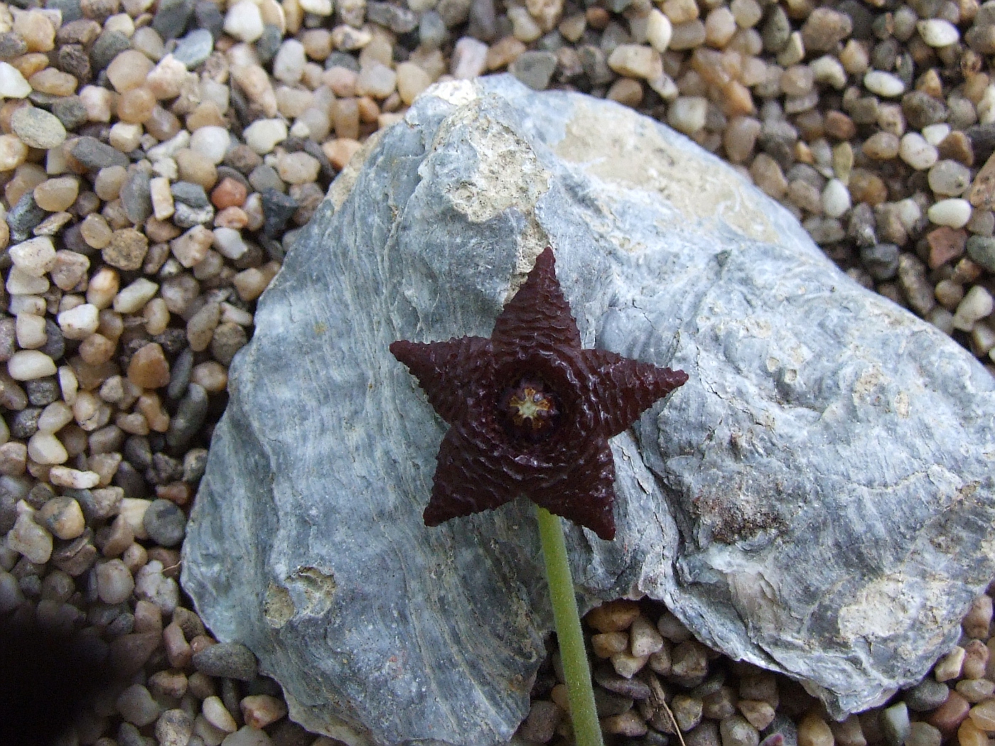 Photo: Stapelia similis as Stap olivacea | Asclepias. album | Cok ...