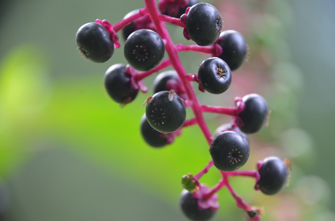 Elderberries Vs Poke Berries | Bushcraft USA Forums
