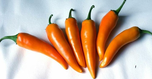 Photo: Bulgarian Carrott | Chili Pepper Plants album | TheNewcityFamily ...