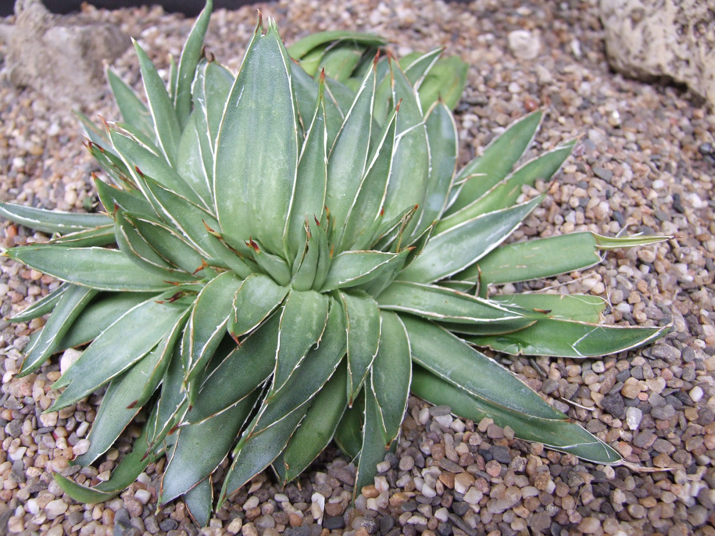 Photo: Agave filifera crest | Agave Coll. Yucca Dykia Hechtia Puna+ ...