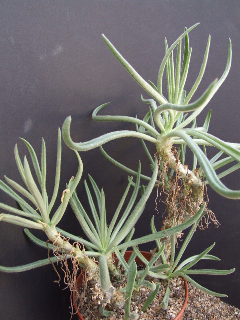 Photo: Tylecodon ventricosus ? | Tylecodon. album | Cok Grootscholten ...