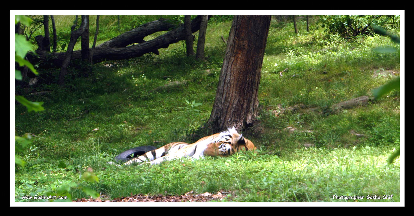 Photo: Tiger-001 | ART PHOTO album | Photographer & Designer Gosha Shif ...