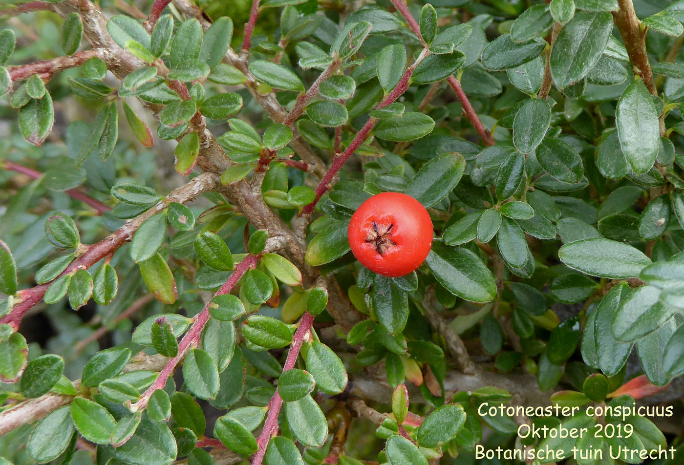 Photo: Cotoneaster conspicuus (fruit) | Cotoneaster album | Nora Goosen ...