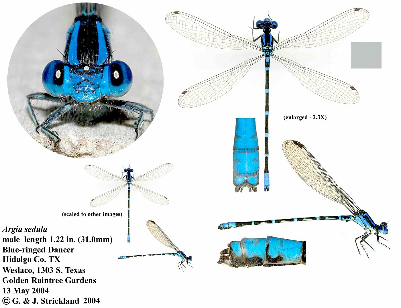 Photo: A. sedula male #3 (Blue-ringed Dancer) | 3. Damselfly scans #2 ...