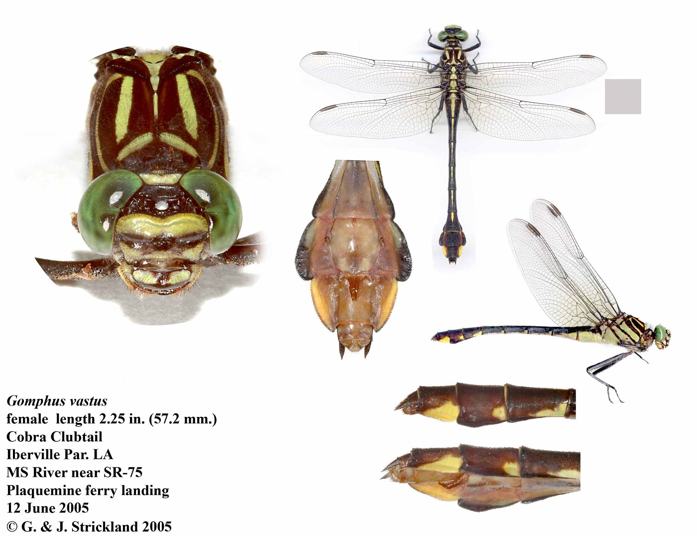 Photo: Gomphus vastus female #2 (Cobra Clubtail) | 6. Dragonfly scans ...