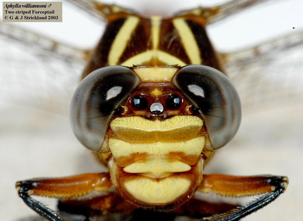 10. Dragonfly faces album | G & J Strickland | Fotki.com, photo and ...
