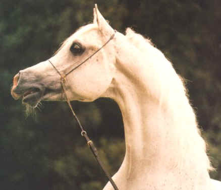 Photo: FOCUS KHEMALI grey stallion by Ruminaja Ali | Arabian Horse ...