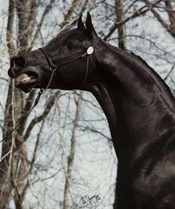 Photo: BEY NINJA black stallion by Bey Shah+ | Arabian Album: Black ...