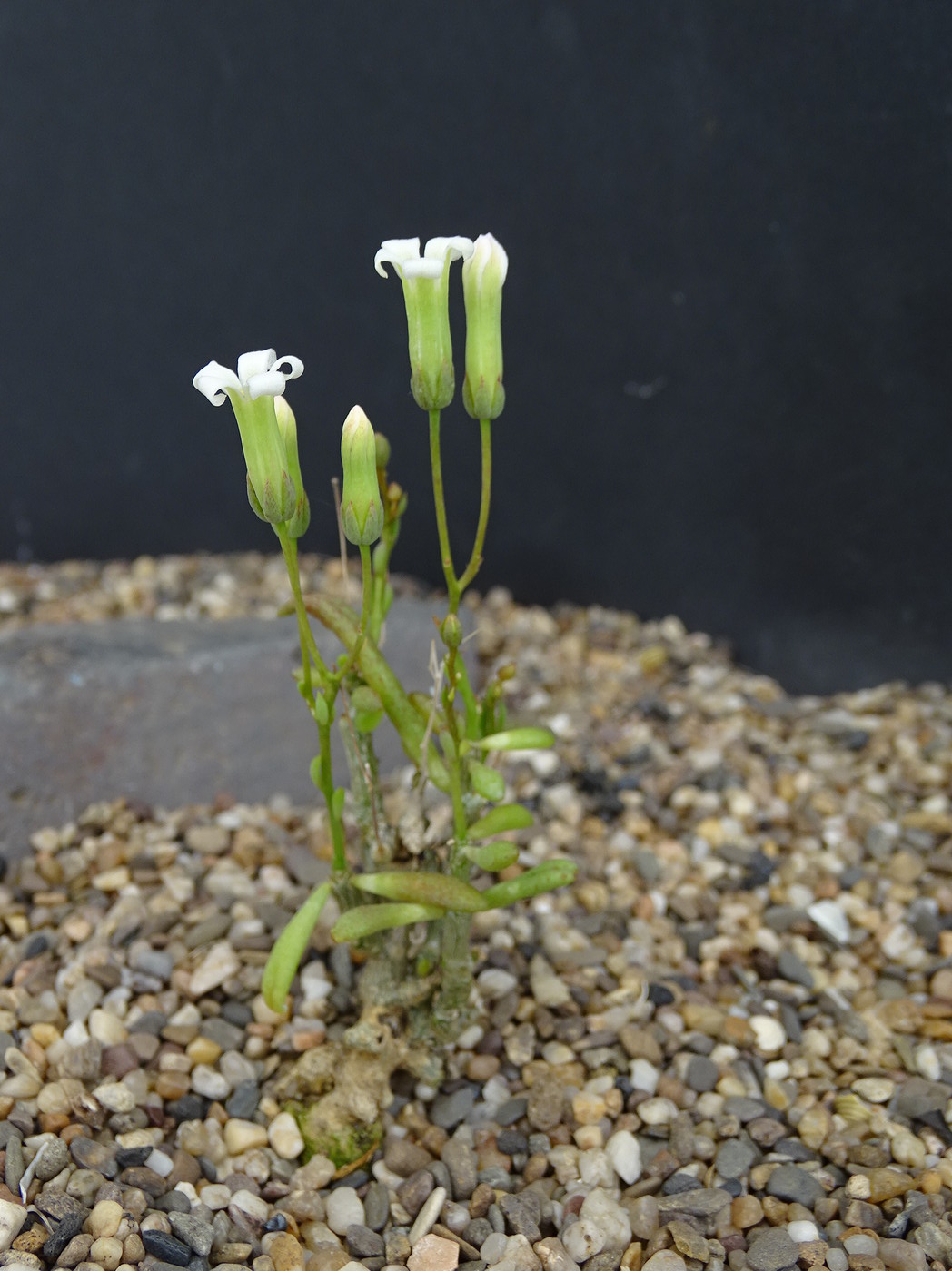 Photo: Tylecodon similis | Tylecodon. album | Cok Grootscholten ...