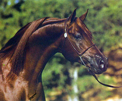 Photo: SR NADOM+ #220677 (*Muscat x Nasra, by Sport) 1976 chestnut ...
