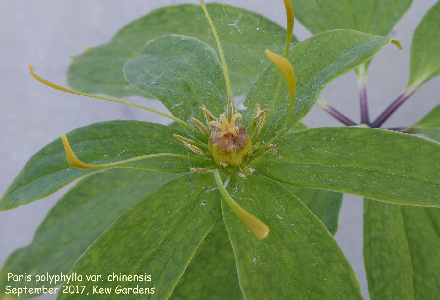 Photo: Paris polyphylla var. chinensis | Paris album | Nora Goosen