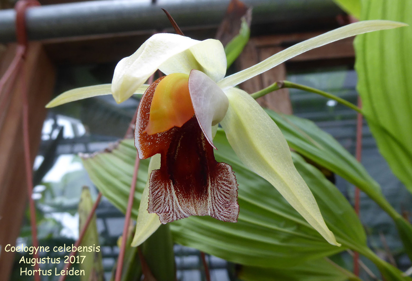 Photo: Coelogyne celebensis | Coelogyne album | Nora Goosen