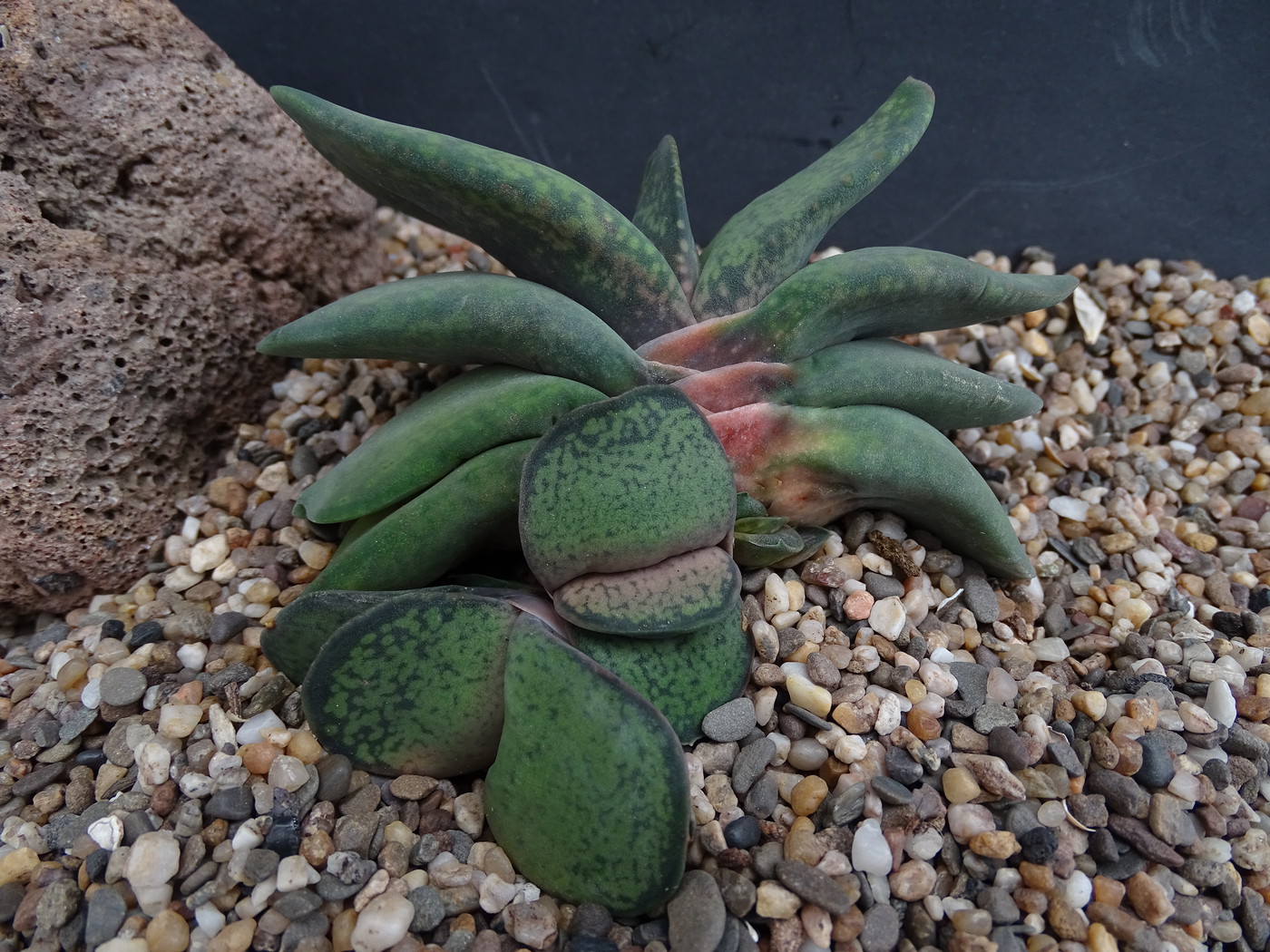 Photo: Gasteria disticha v. robusta | Gasteria disticha album | Cok ...