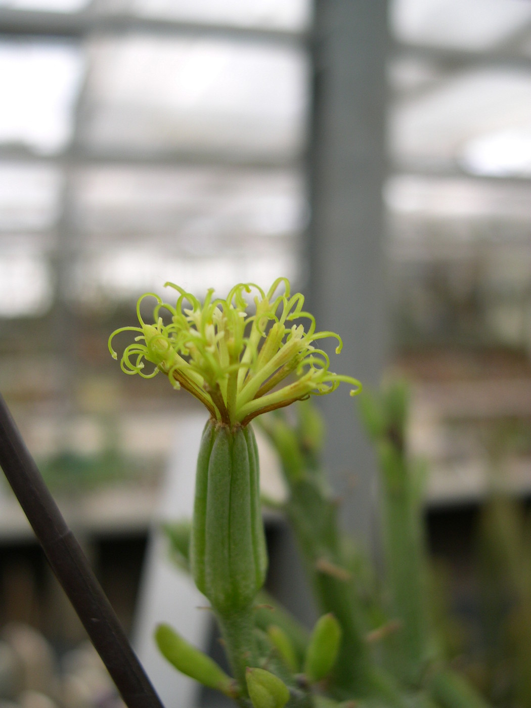 Photo: Kleinia longiflora ssp. madagascariensis Dahlem 055 67 74 80 ...