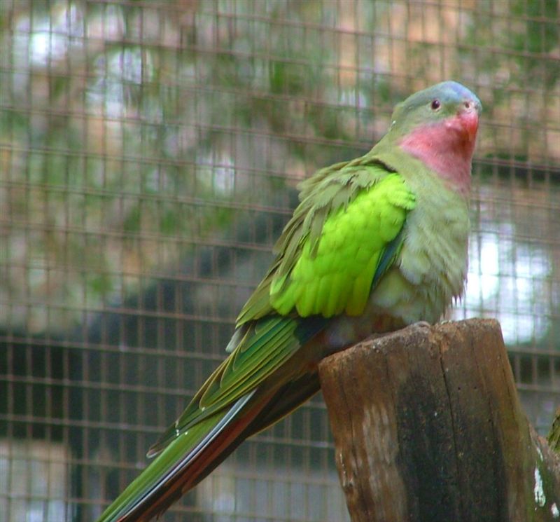 Princess Parrot album | ooO(PETER)Ooo | Fotki.com, photo and video ...