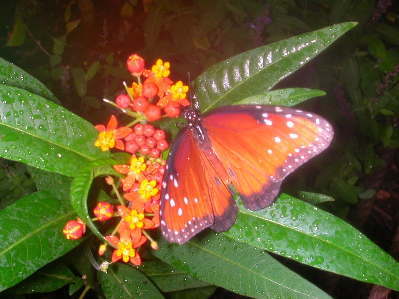 Insects album | Kevbo | Fotki.com, photo and video sharing made easy.