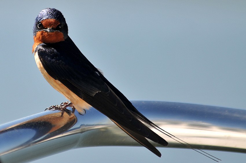 Photo: 1515977-large.jpg | Area Birds - SE Virginia album | Skypilot49 ...