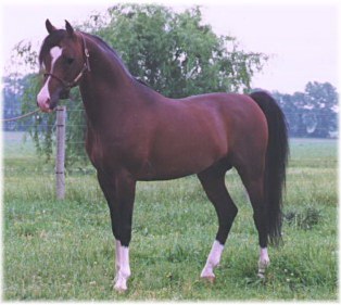 Photo: KHIOWA by Khemosabi++++// | Arabian Horse: Khemosabi album ...