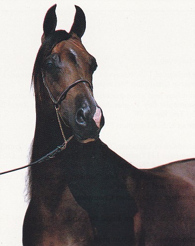 Photo: TOP CONTENDER #206965 (*AN Malik x Rho-Sabba, by Khemosabi ...