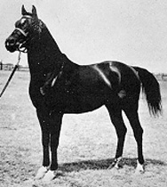 Photo: *Witez II at Fort Reno in April, 1949, when he was eleven ...
