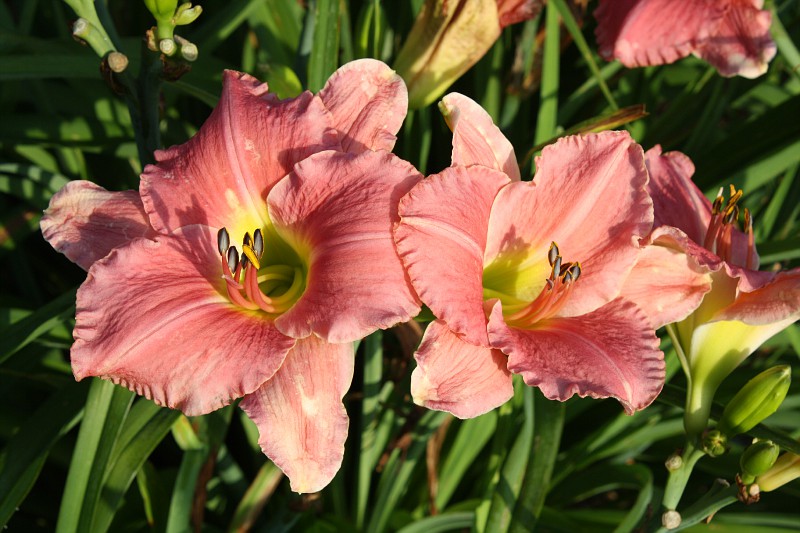 Photo: Ann Virginia | Along The Fence Daylily Photos album ...