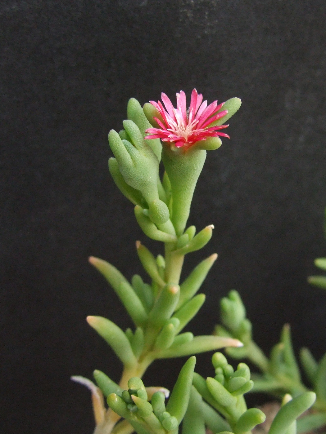 Photo: Phyllobolus tenuiflorus Witberg Aggenys PV 771 | Mesembs album ...