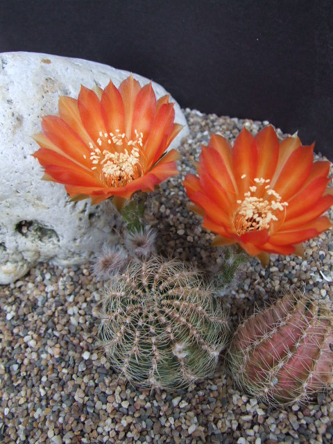 Photo: Lobivia sublimiflora | Cactus Echinopsis + Lobivia. album | Cok ...
