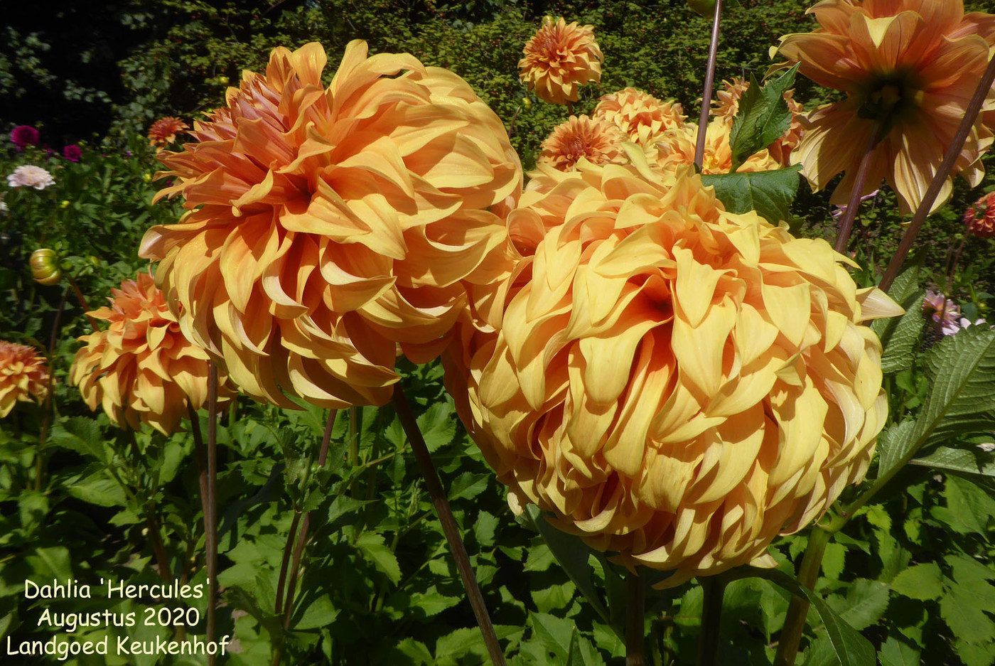 Photo: Dahlia 'Hercules' | Dahlia (hybrid cultivars) album | Nora ...