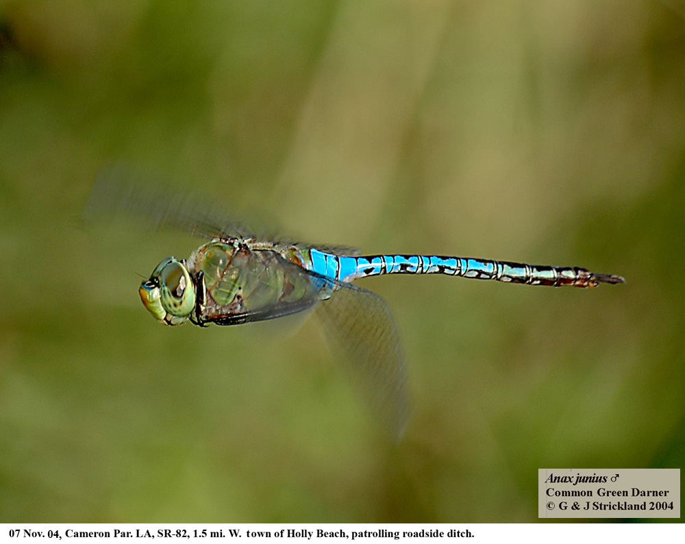 Photo: Anax junius male (Common green Darner) | 8. Dragonfly photos #1 ...