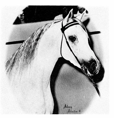 Arabian Horse: *Morafic album | Hypoint | Fotki.com, photo and video ...
