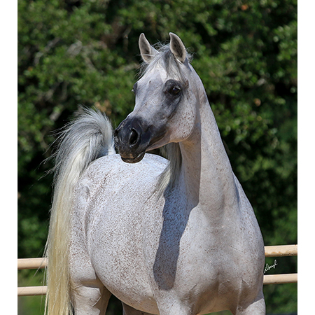 Photo: SANAA EL MISHAAL RCA #651780 (Mishaal HP x Brieta RCA) 2009 grey ...