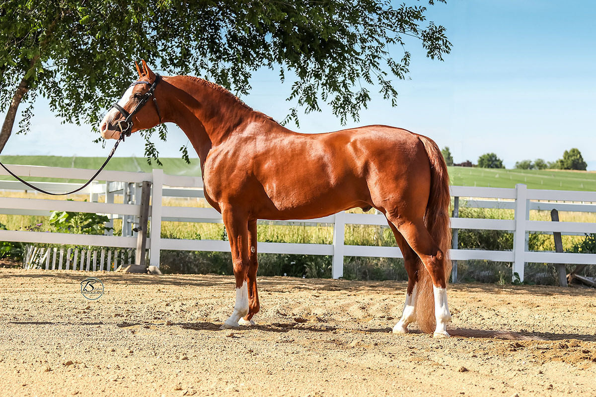 Photo: TWS MCDREAMY chestnut stallion | ARABIAN ALBUM: CMK Arabian ...
