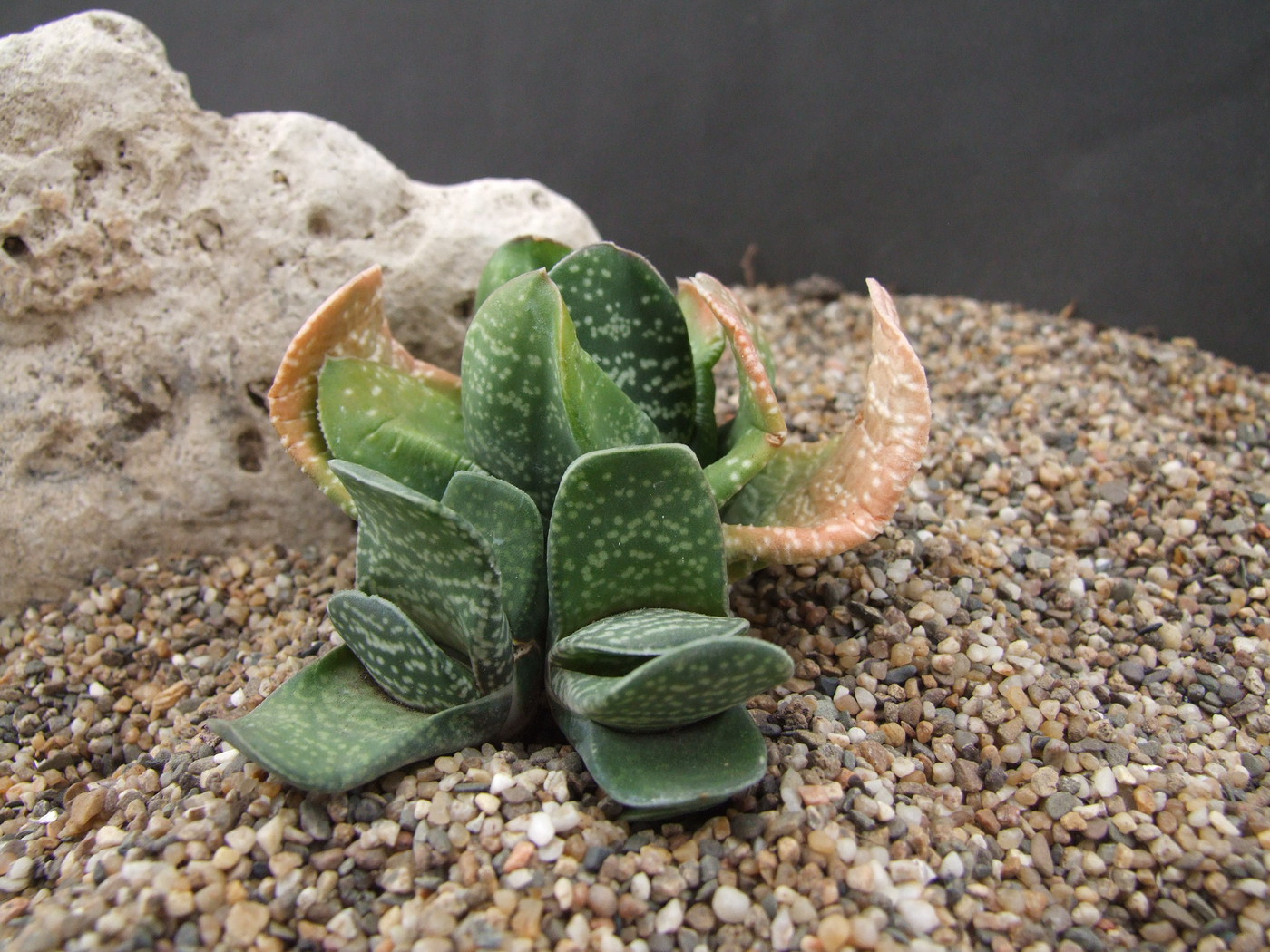 Photo: 04 Gasteria nitida Zuurberg | U Gasteria Things to know. album ...