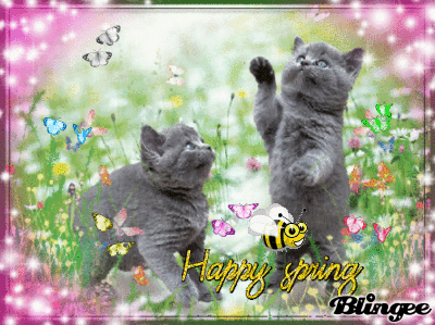 Happy Spring Kitten