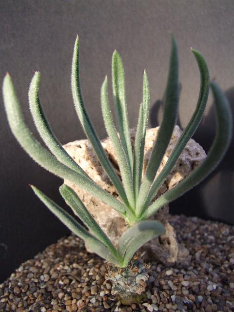 Photo: Tylecodon ventricosus ? | Tylecodon. album | Cok Grootscholten ...