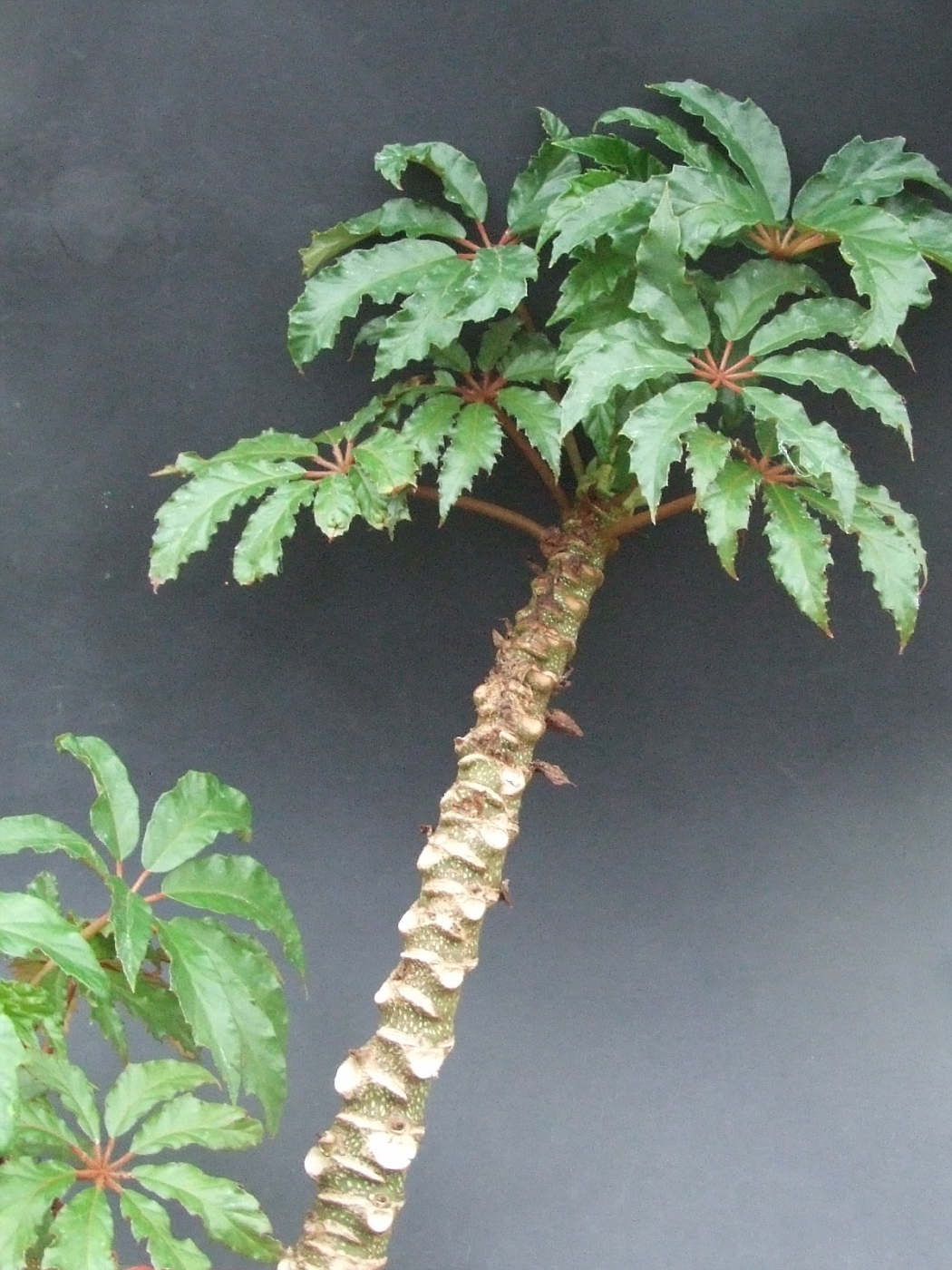 Photo: Begonia carolinifolia | Caudex and Fat plants. album | Cok ...