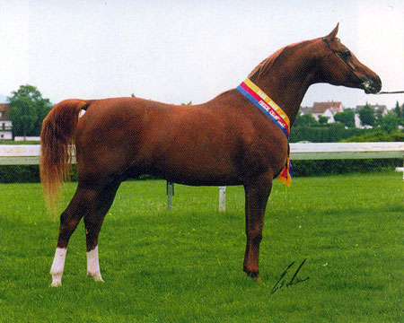 Photo: BALATON (*Menes x Panagia) 1982 chestnut stallion | Arabian ...
