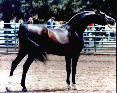 Photo: R CLASSIC TOUCH+++/ by Khemosabi++++// | Arabian Horse ...