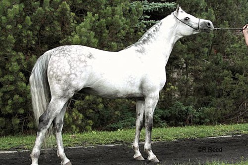 Photo: EKSTERN (Monogramm x Ernestyna, by Piechur) 1994 grey stallion ...