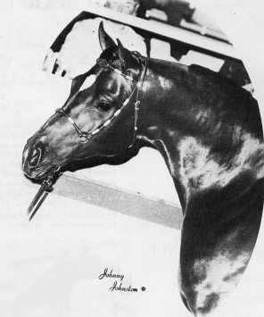 Photo: WINRAFF++ #67280 (Orbit x Shalimar Wingida, by Garaff) 1970 bay ...