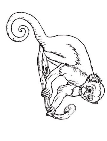 Photo: umbrella coloring monkey | Jan Bretts coloring pages album ...