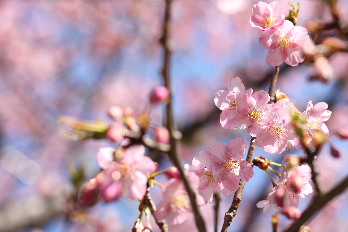 Photo: 220303 Sakura in Miura-Kaigan #030 | 2022.03.03 Kawazu-Sakura ...