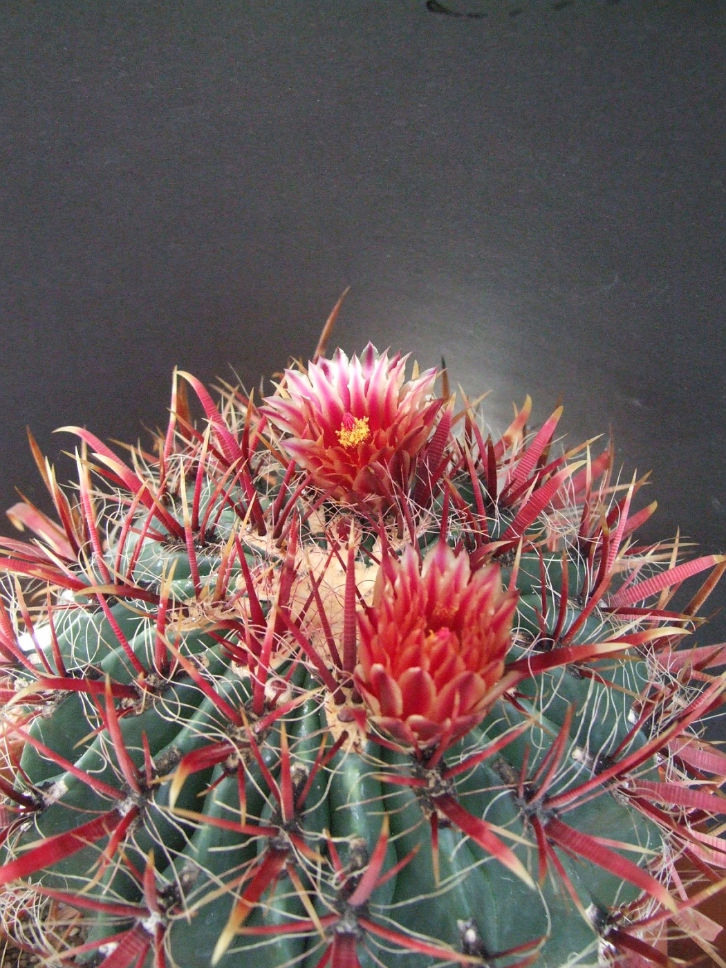 Photo: Ferocactus gracilis v. coloratus | Cactus Echinocactus ...
