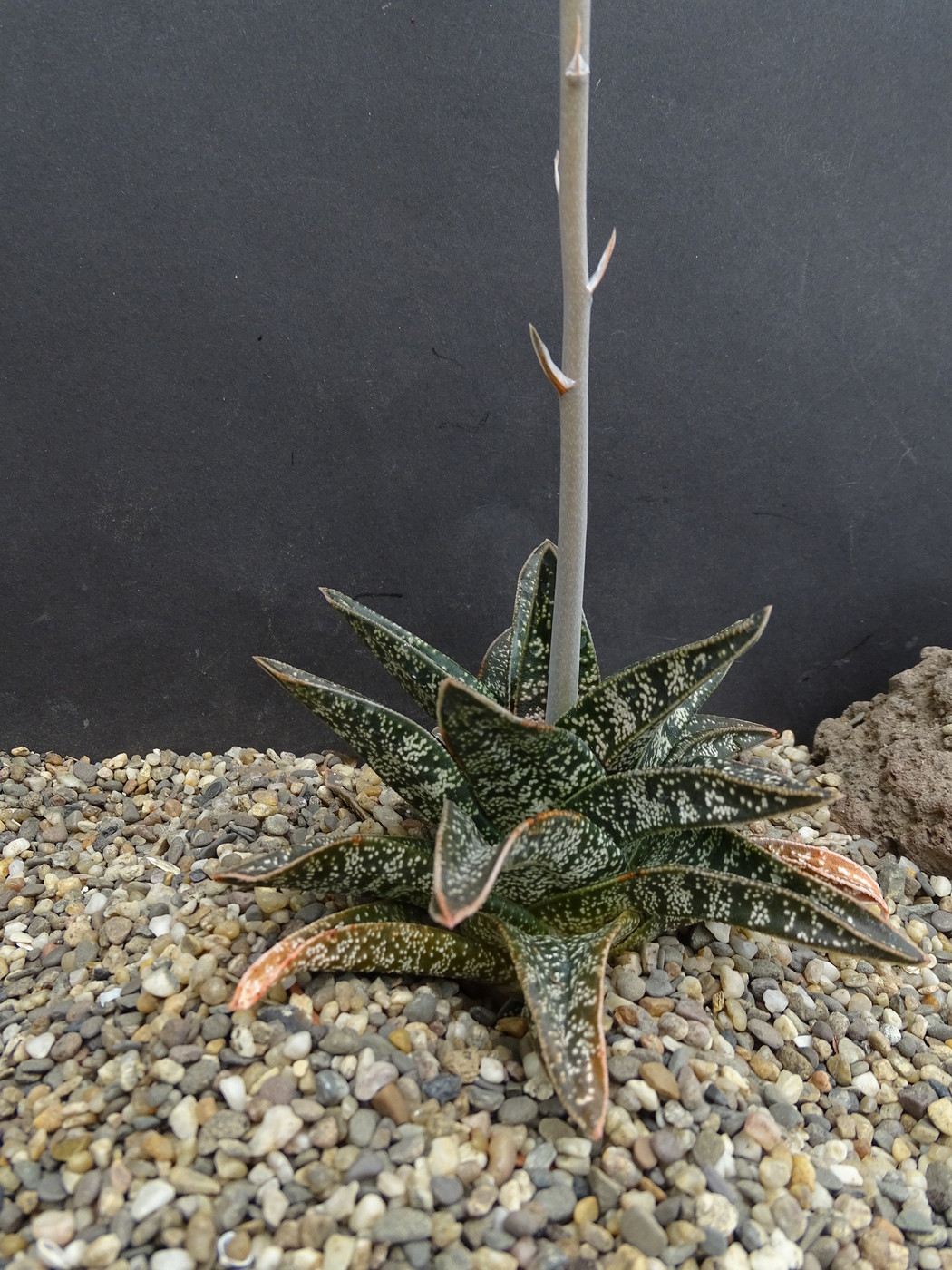 Photo: Gasteraloe 'Variba' | Y Gasteria + x Gastrolea Hybrids album ...