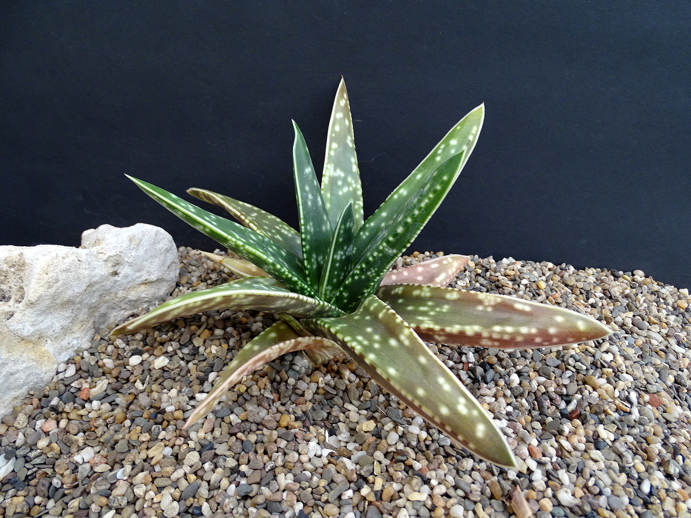 Photo: 09 Gasteria nitida Alicedale | U Gasteria Things to know. album ...