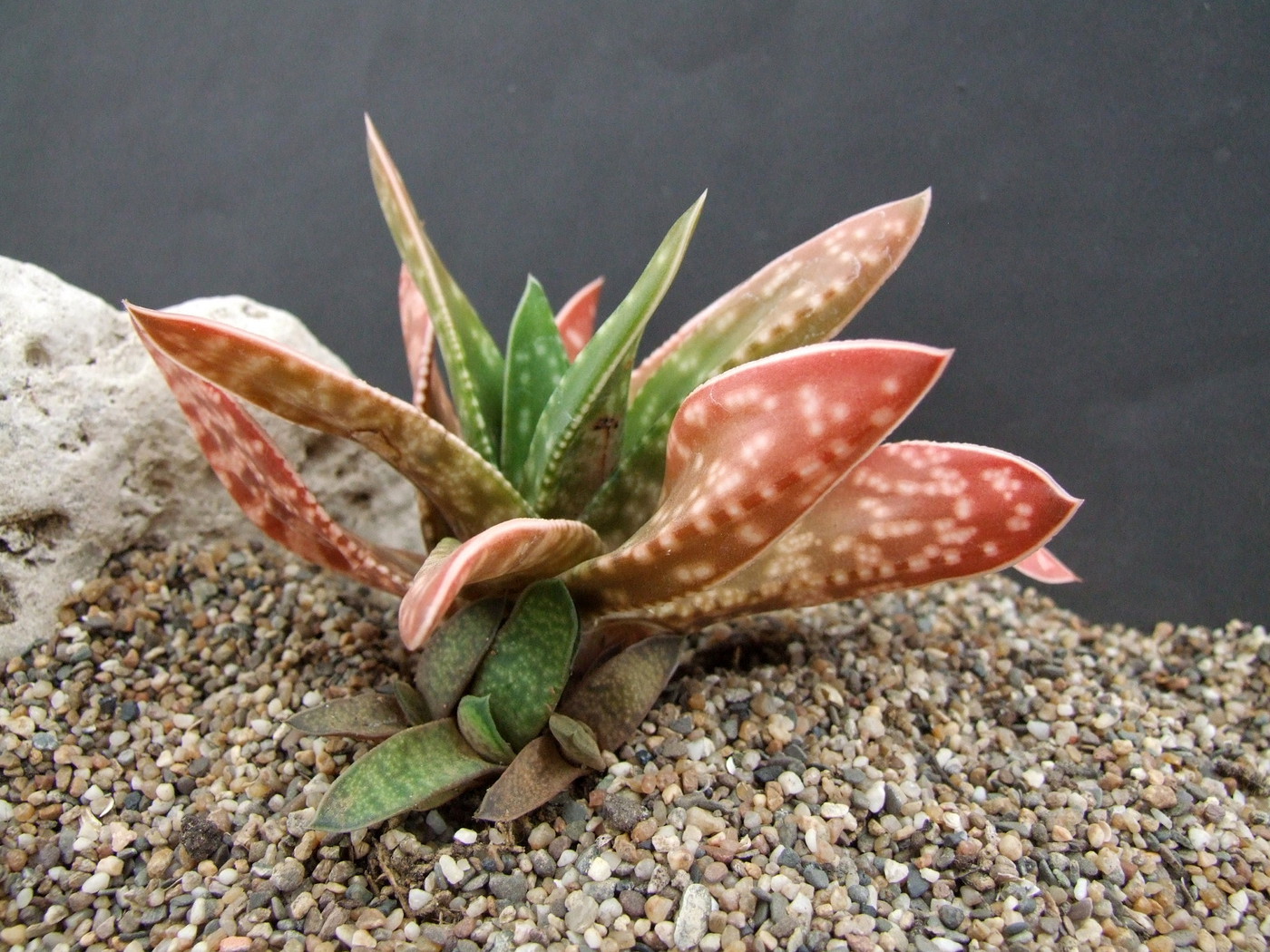 Photo: 06 Gasteria nitida Alicedale dry plant | U Gasteria Things to ...