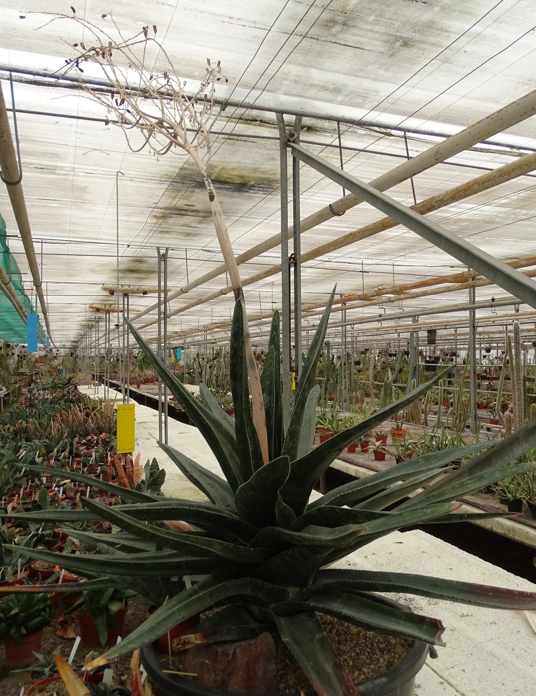 Photo: Gasteria acinacifolia 'Algoa' P.E. | All the Gasteria plants ...
