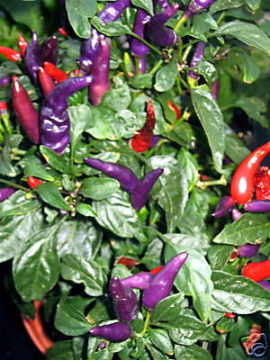Photo: MASQUERADE ORNAMENTAL PEPPER 2 | Chili Pepper Plants album ...